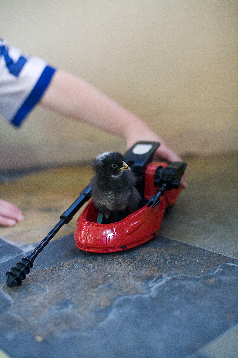 Backyard Farming: Chick Set Up
