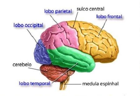 A Mente Humana: Lobos Cerebrais