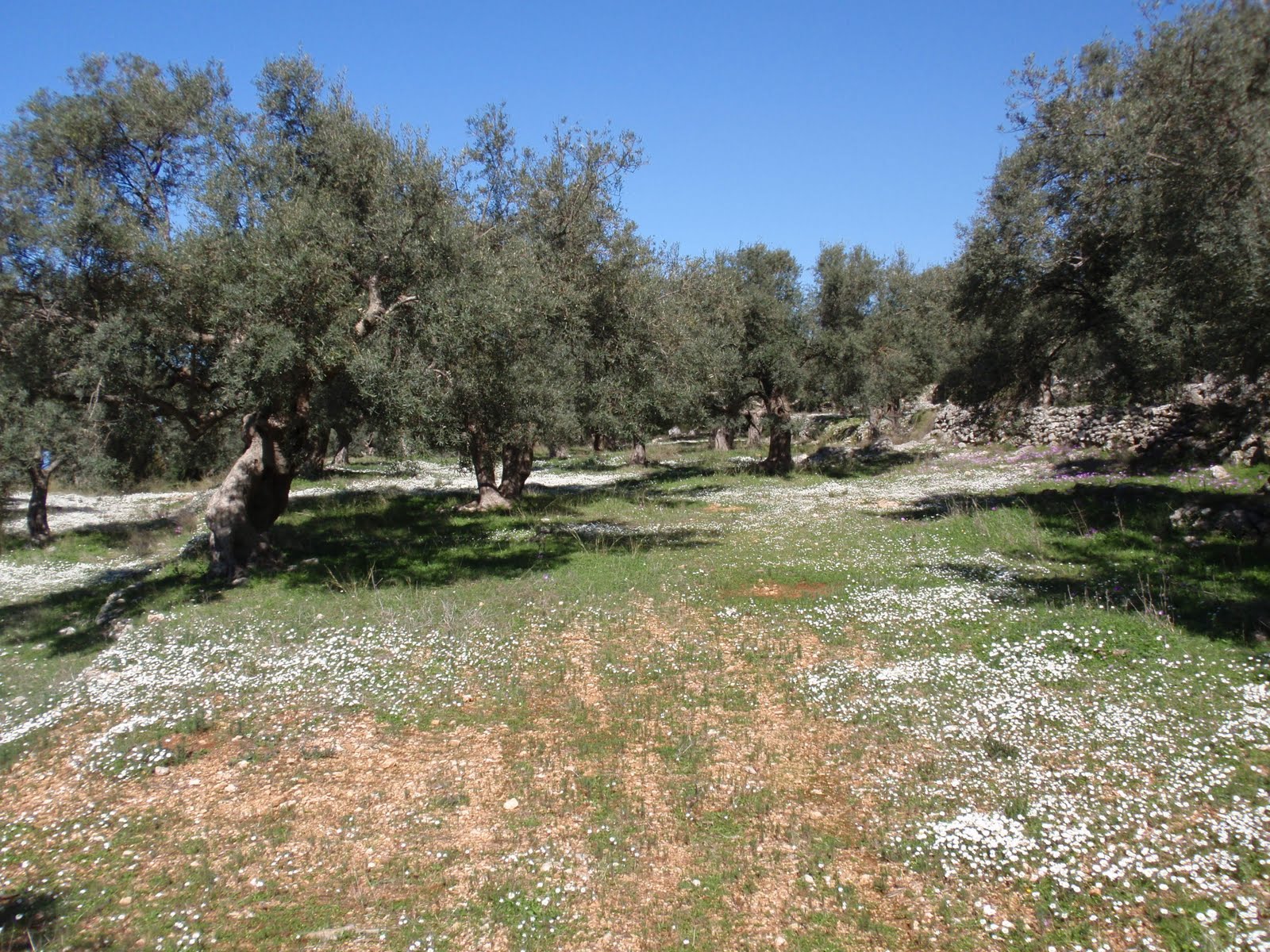 ΠΟΡΤΟ ΚΑΤΣΙΚΙ ΟΙΚΟΠΕΔΑ