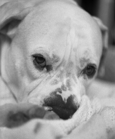 My Vintage Camera Collection: Miranda F