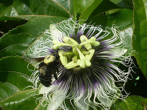 Cantinho da Dalinha do Cordel: A FLOR, O BEIJA-FLOR E O MANGANGÁ