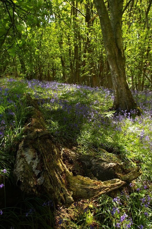 Bloomsbury Bell: April 2010