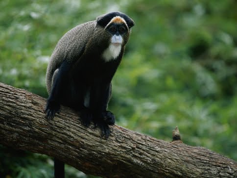 ANIMALS OF PLANET EARTH: MONO OBISPO O GUENON