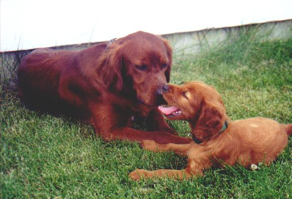 A piece of the Purest Challenge: The Life of Finn McCool