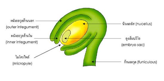 Biology-embryo146: ออวุล (ovule)