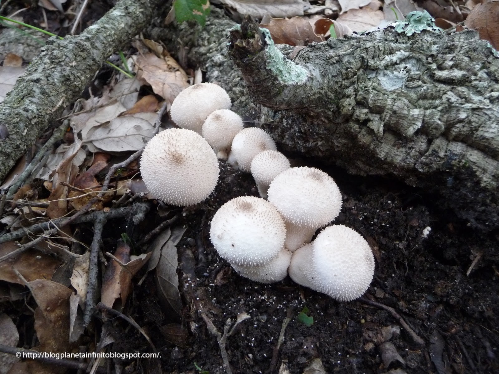 PLANETA INFINITO: Micología