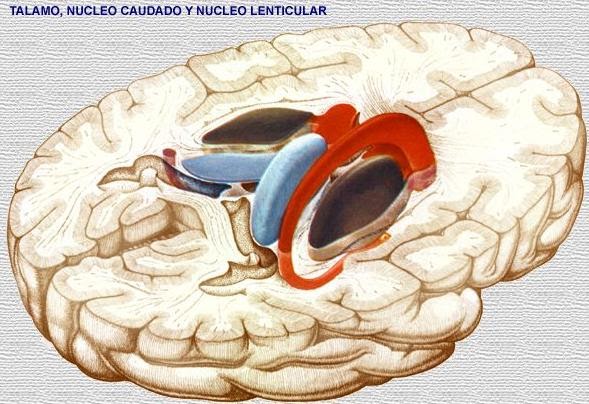 Neuroanatomía para Todos: TÁLAMO, NÚCLEO CAUDADO Y LENTICULAR