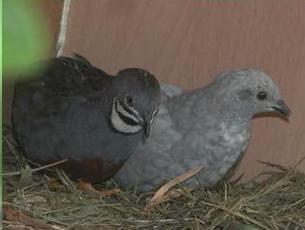 Mário Santos: Codorniz da China ( Excalfactoria chinensis )