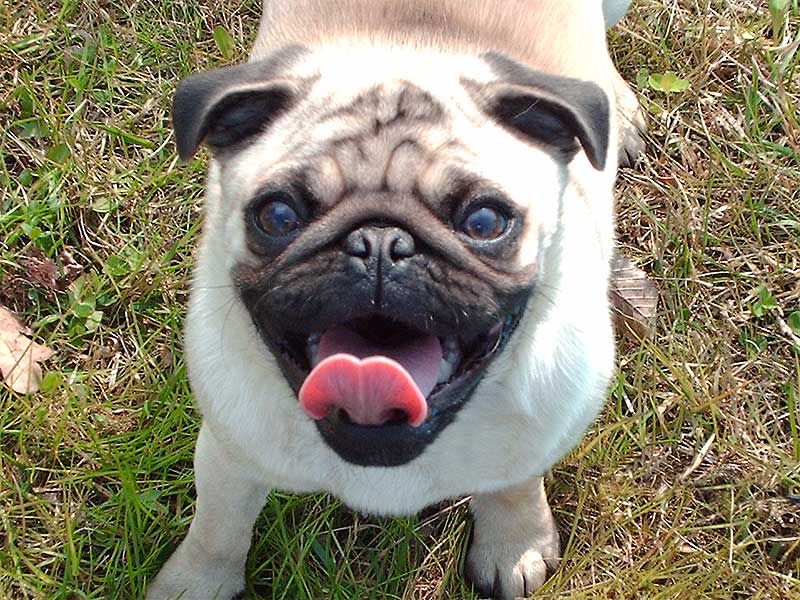 FRIDA my pets: PERROS DE MODA