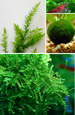 Musgo de Java (Taxiphyllum barbieri) | El Balcón