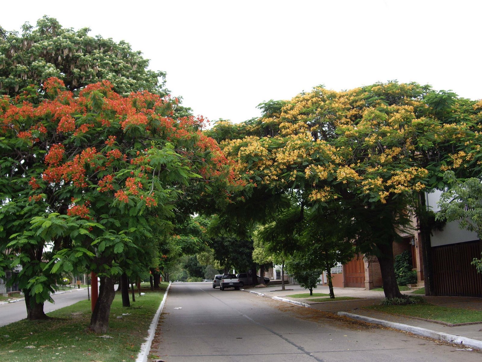 v e r d e c h a c o: Chivato