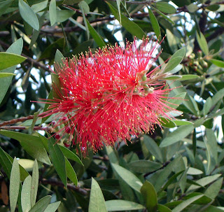 v e r d e c h a c o: abril 2017