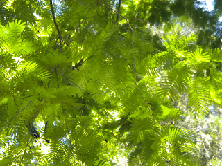 v e r d e c h a c o: Cebil / Curupay