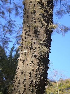 v e r d e c h a c o: Cebil / Curupay