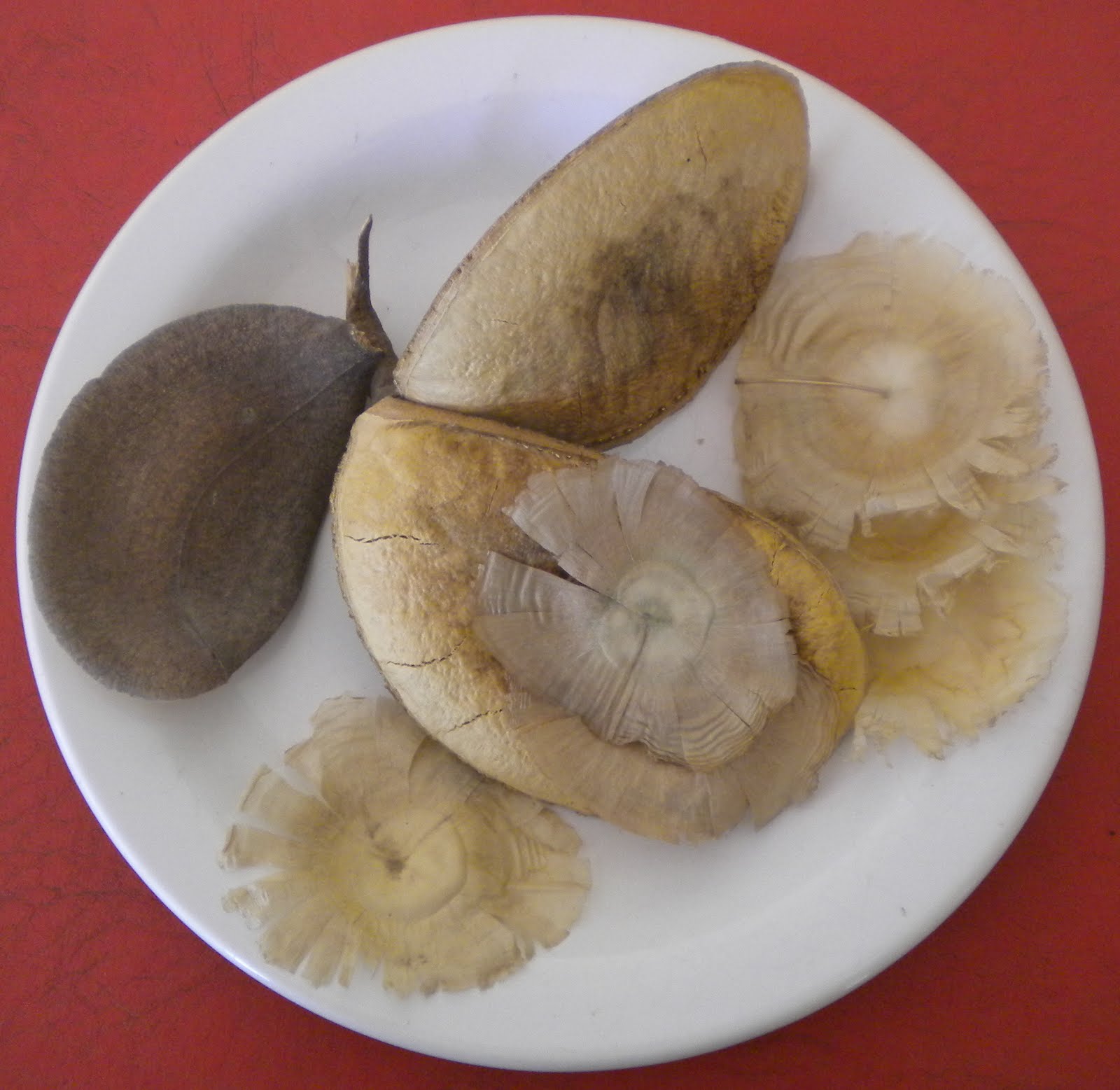 v e r d e c h a c o: Quebracho blanco