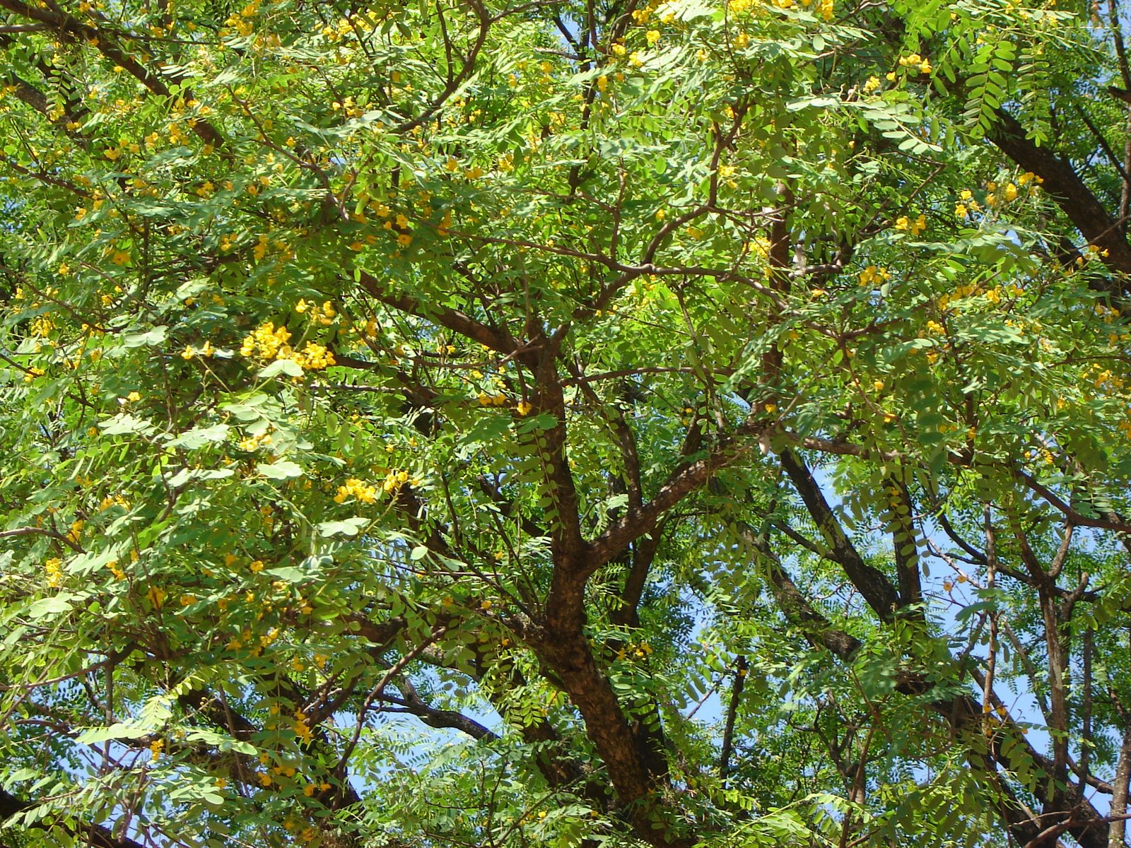 v e r d e c h a c o: Tipa