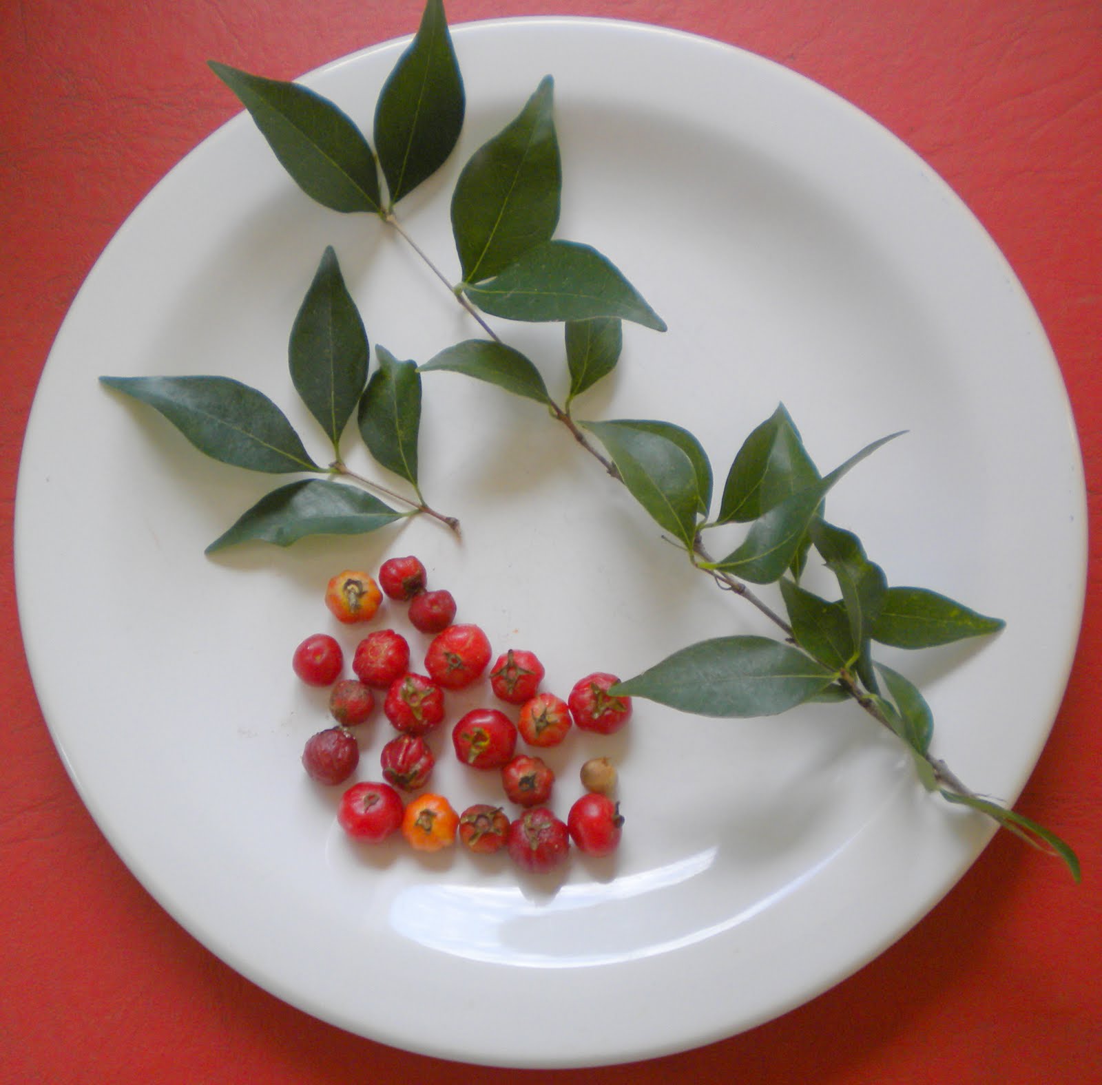 v e r d e c h a c o: Ñangapirí