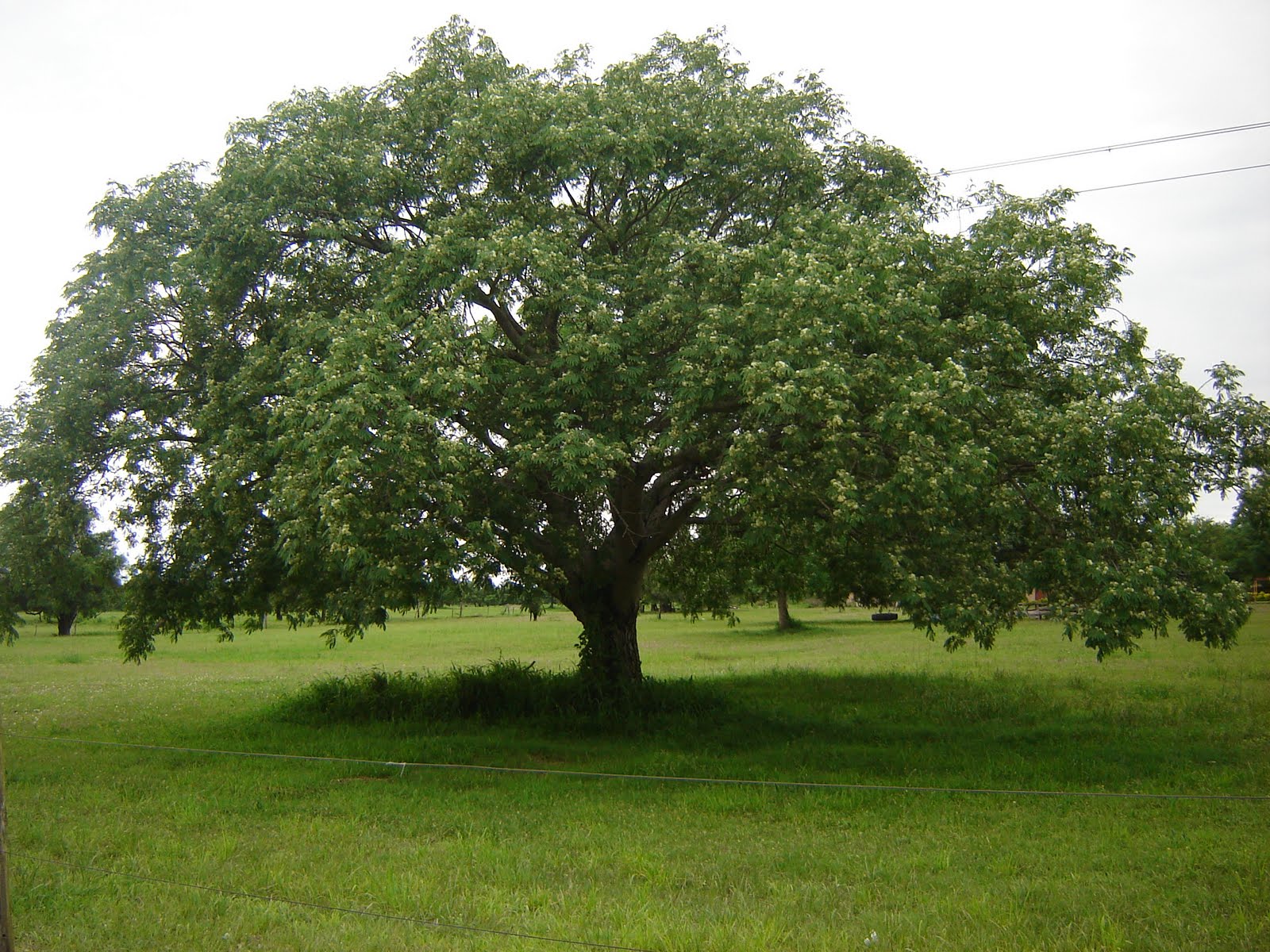 Darle vida a la ciudad gris inerte: El Timbó