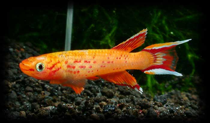 Formalin Tablets: Skin and Gill Flukes in Tropical Fish