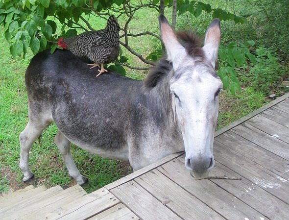 Pratie Place: In which greed conquers fear and Jethro gets on the porch ...