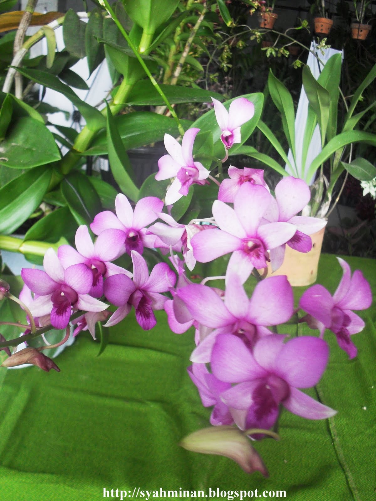 KANTOR BERITA KALIMANTAN : PHOTO BUNGA ANGGREK/ PICTURE BORNEO ORCHID
