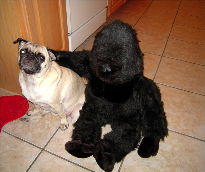 Beefy Pug: Me And My Gorilla Are Going Out For Yogurt