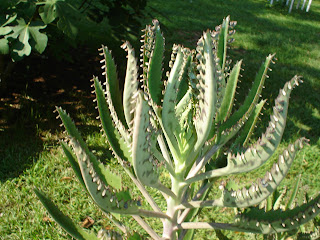 Night Blooming Dementia: Alligator Tooth Cactus