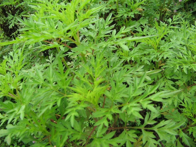 TERATAK HERBA DAN PETUA: ULAM RAJA