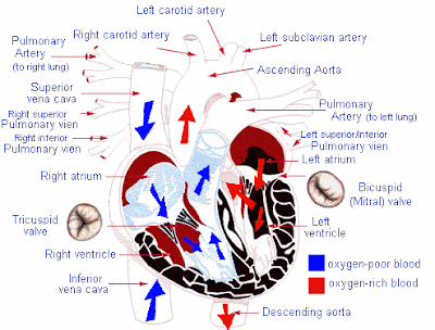 RMT Cardiology: Anatomy of Heart