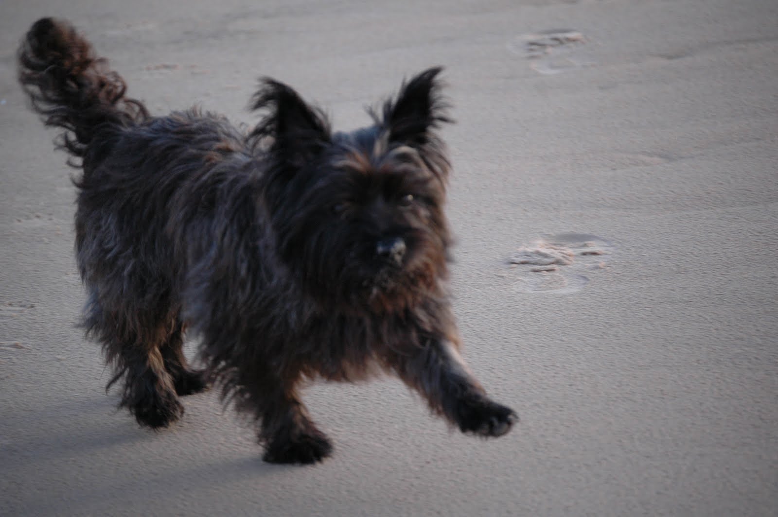The wind and the wellies: Introducing, Peedie the 'cog' - (half cat/dog)