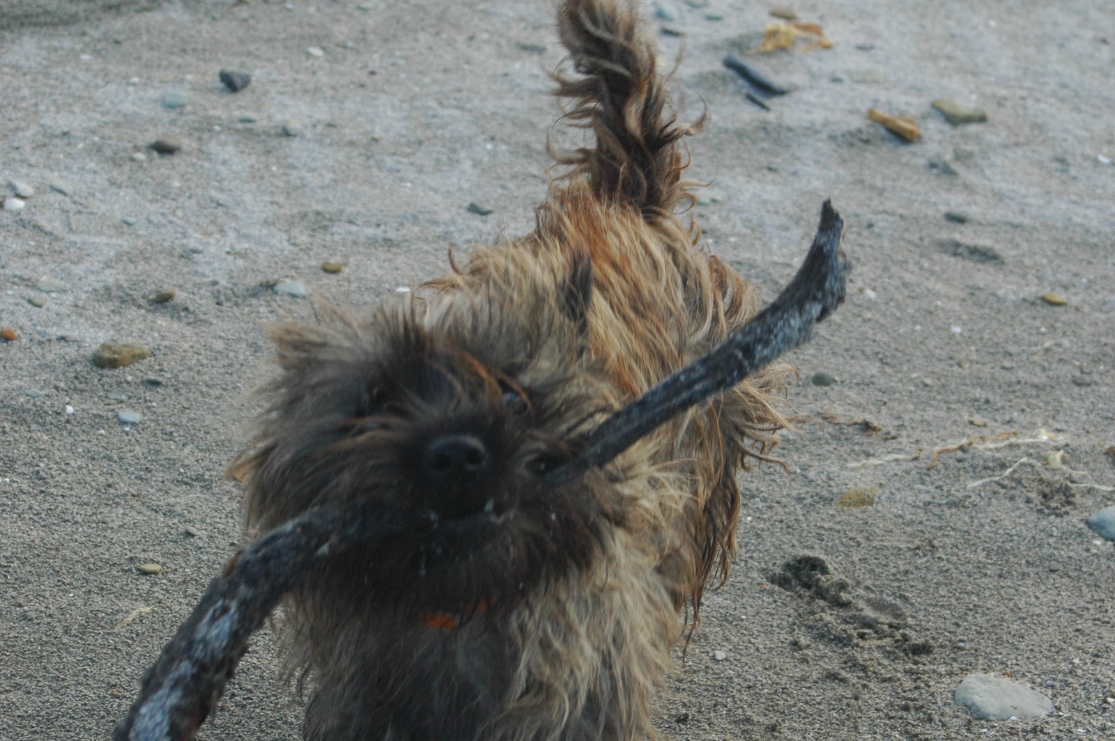 The wind and the wellies: Introducing, Peedie the 'cog' - (half cat/dog)