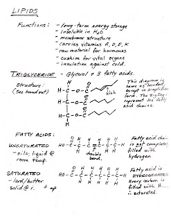 The BioBlog: BIO-SHEETS 12-17: Carbohydrates, Lipids, Proteins and ...