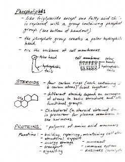 The BioBlog: BIO-SHEETS 12-17: Carbohydrates, Lipids, Proteins and ...