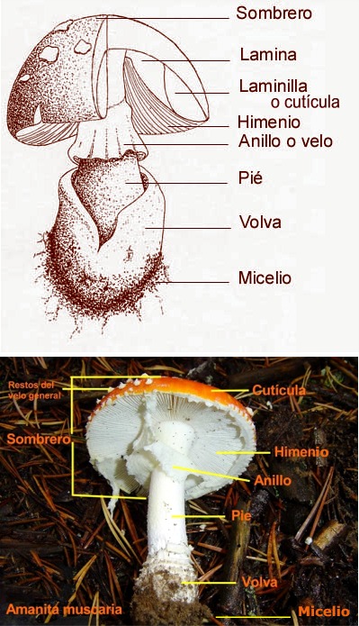 NogueraNaturalmente: octubre 2009