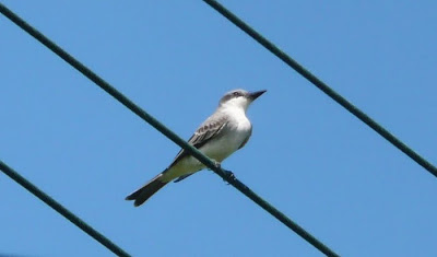 Hiking Curaçao - Flora and Fauna: Mockingbird, Chuchubi, Spotvogel