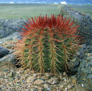 Hiking Curaçao - Flora and Fauna: Curaçao Cactus - Bolcactus - Milon di ...