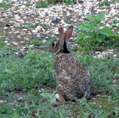 Hiking Curaçao - Flora and Fauna: Konènchi, Curaçaosch Haasje