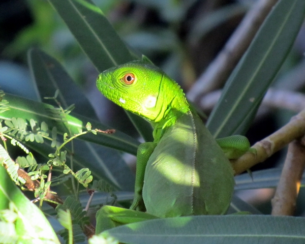 Hiking Curaçao - Flora and Fauna: Jonge Leguaan