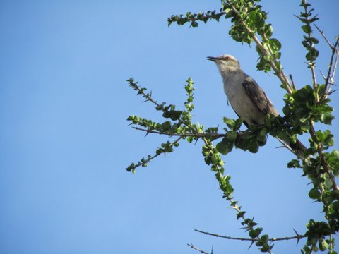 Hiking Curaçao - Flora and Fauna: Zingende Spotvogel - Chuchubi ...