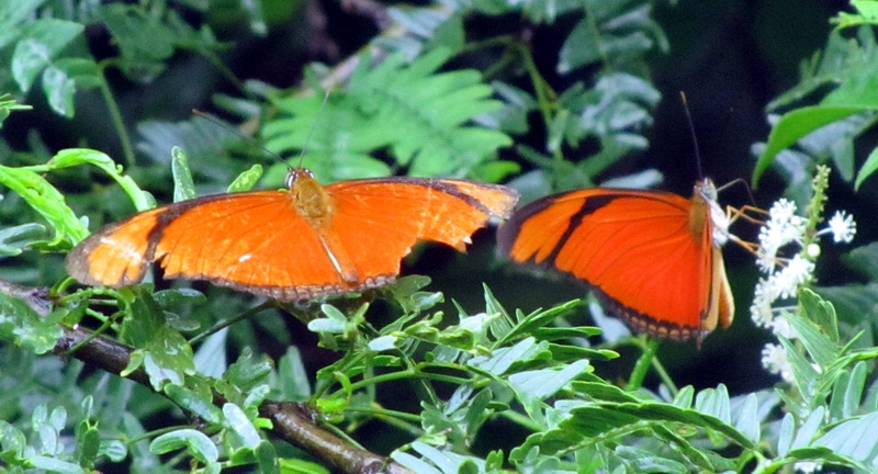 Hiking Curaçao - Flora and Fauna: Barbulete Flambeu - Butterfly
