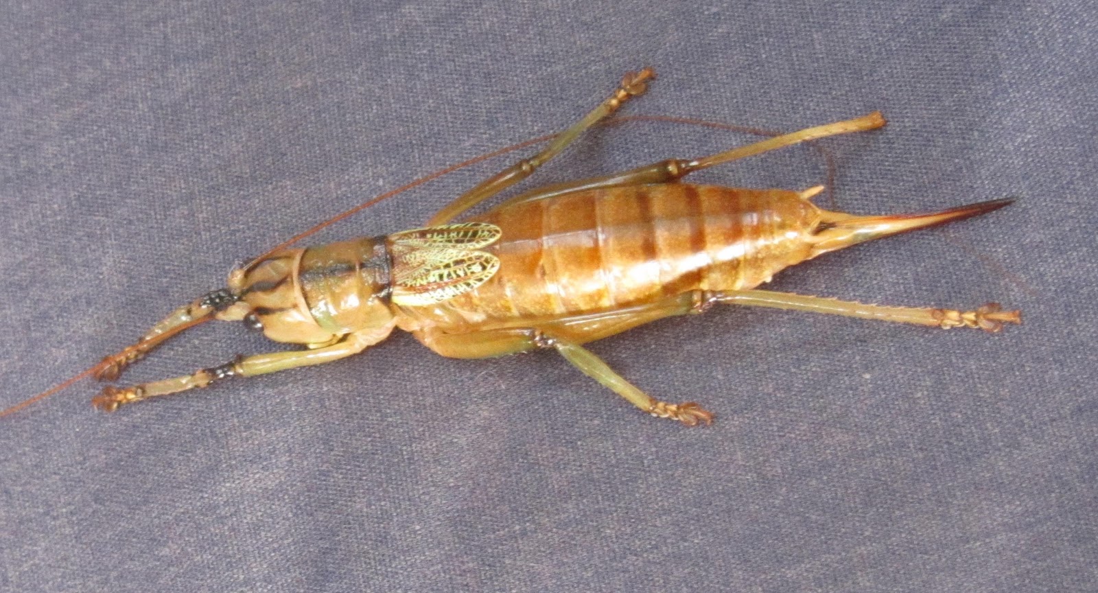 Hiking Curaçao - Flora and Fauna: Dalakochi - Sprinkhaan - Grasshopper