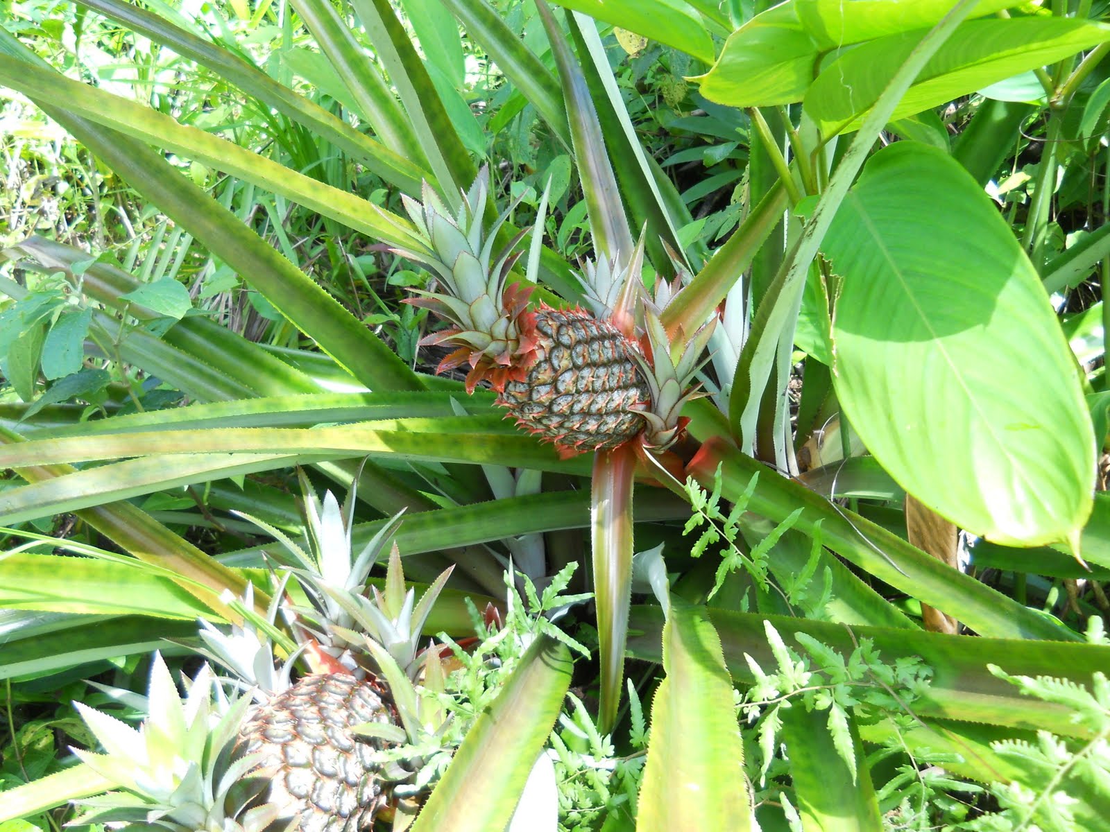 Sweet Garden Escapes: Flora of Panama