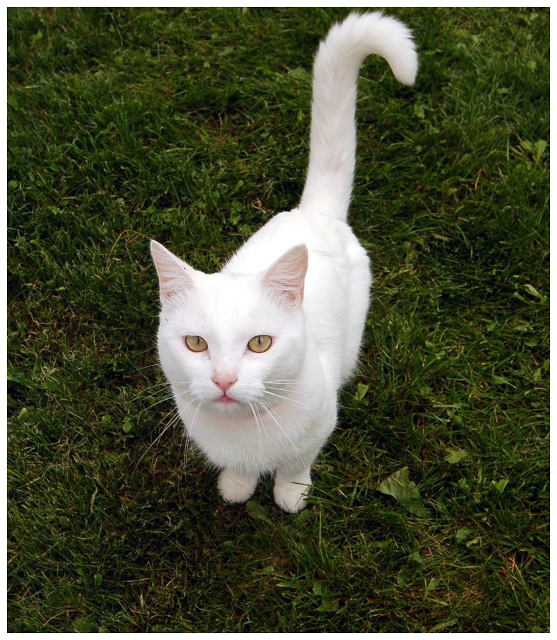 Lendavast ajast: August 2008