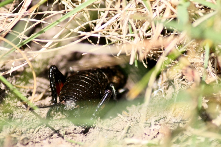 Grillons | Musardage du côté de Trégunc