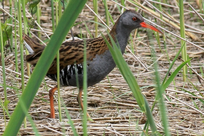 Râle d'eau | Musardage du côté de Trégunc