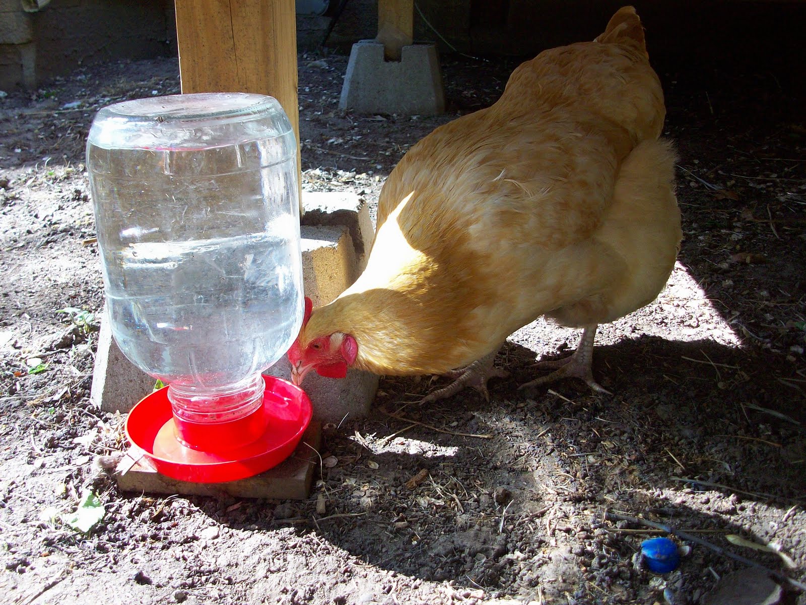 Homestead Roots: Keeping your city farm animals watered!! Clean Water ...