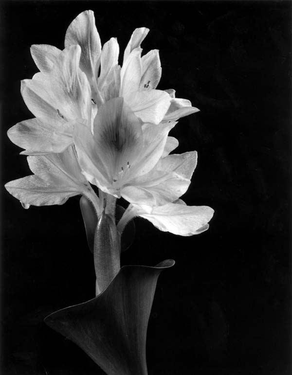 the lucky magnet: Imogen Cunningham