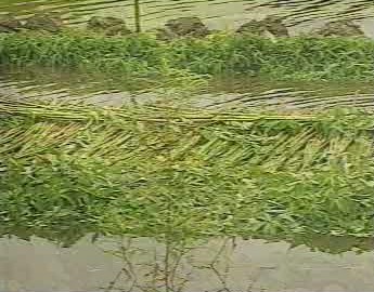 Kenaf: Kenaf Post Harvest - Retting Process