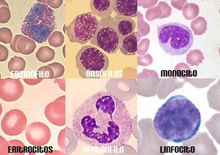 Biology For Dummies: Sangre