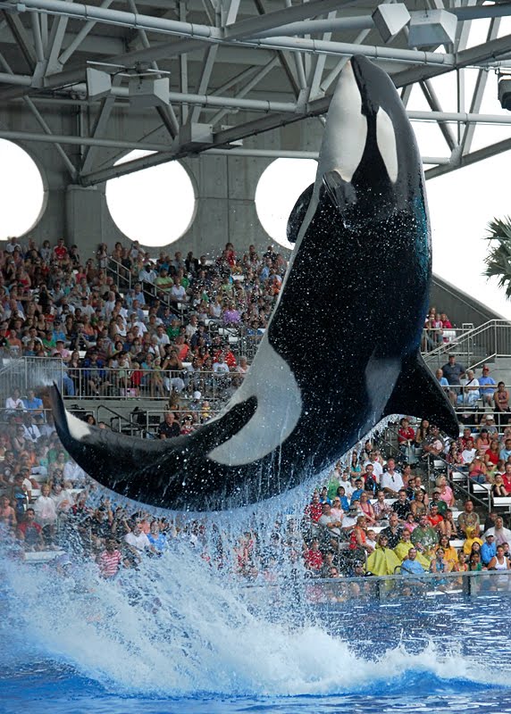 going back to Seaworld 2010: Sad Sad News
